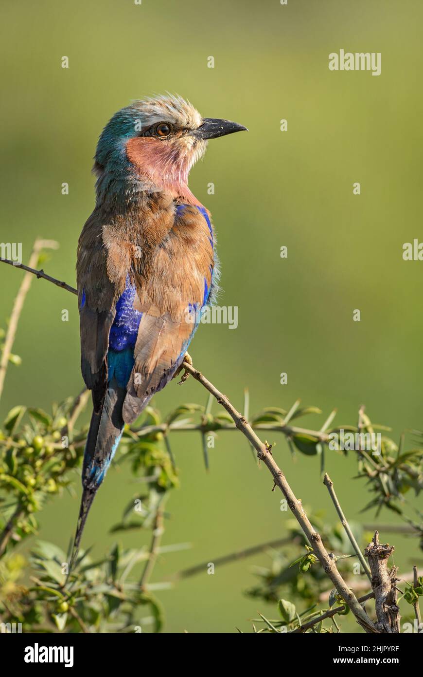 Lilac-breasted Roller - Coracias caudatus, beautiful colored bird from ...