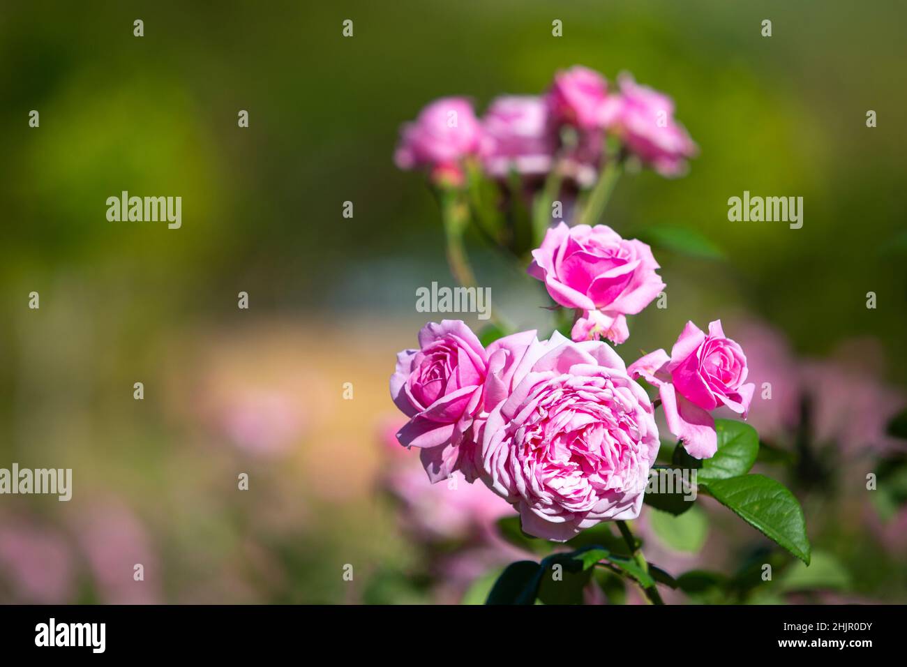 Coral rose flower in roses garden. Top view. Soft focus,Rose flower on ...
