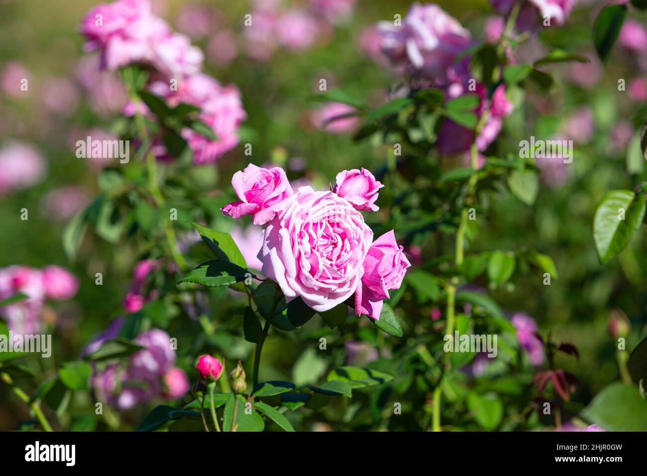 Coral rose flower in roses garden. Top view. Soft focus,Rose flower on ...