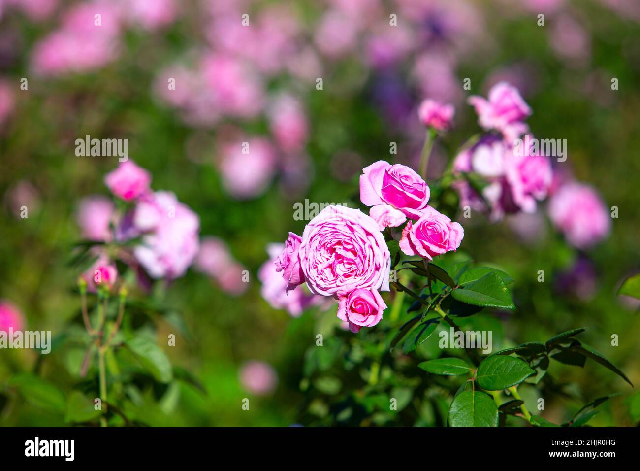 Coral rose flower in roses garden. Top view. Soft focus,Rose flower on ...