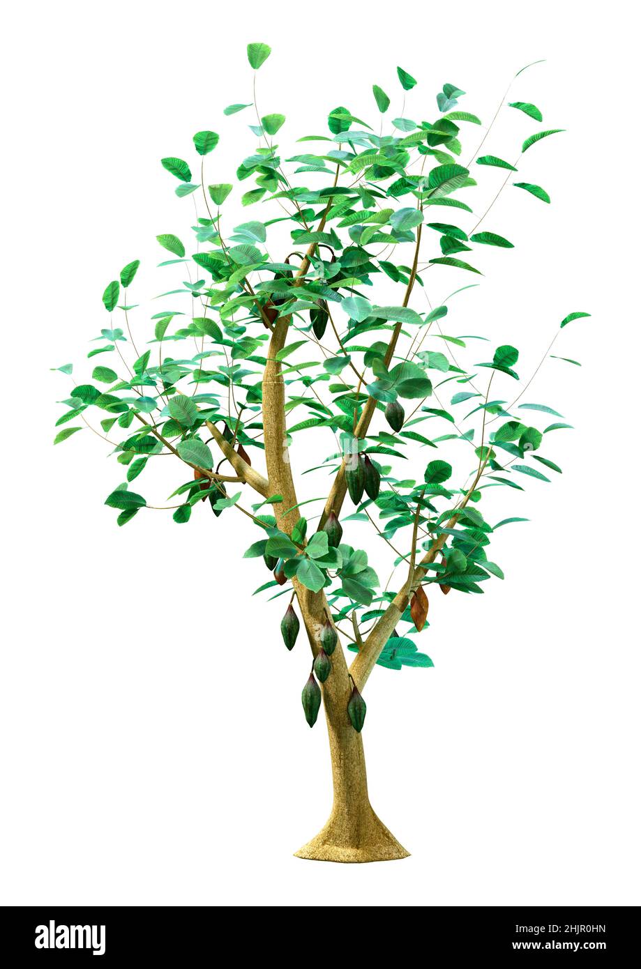 3D rendering of a green cocao tree with fruits or Theobroma cacao ...