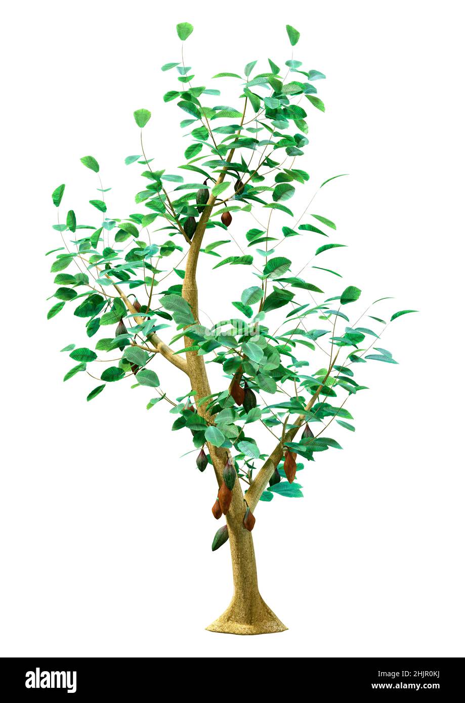 3D rendering of a green cocao tree with fruits or Theobroma cacao ...