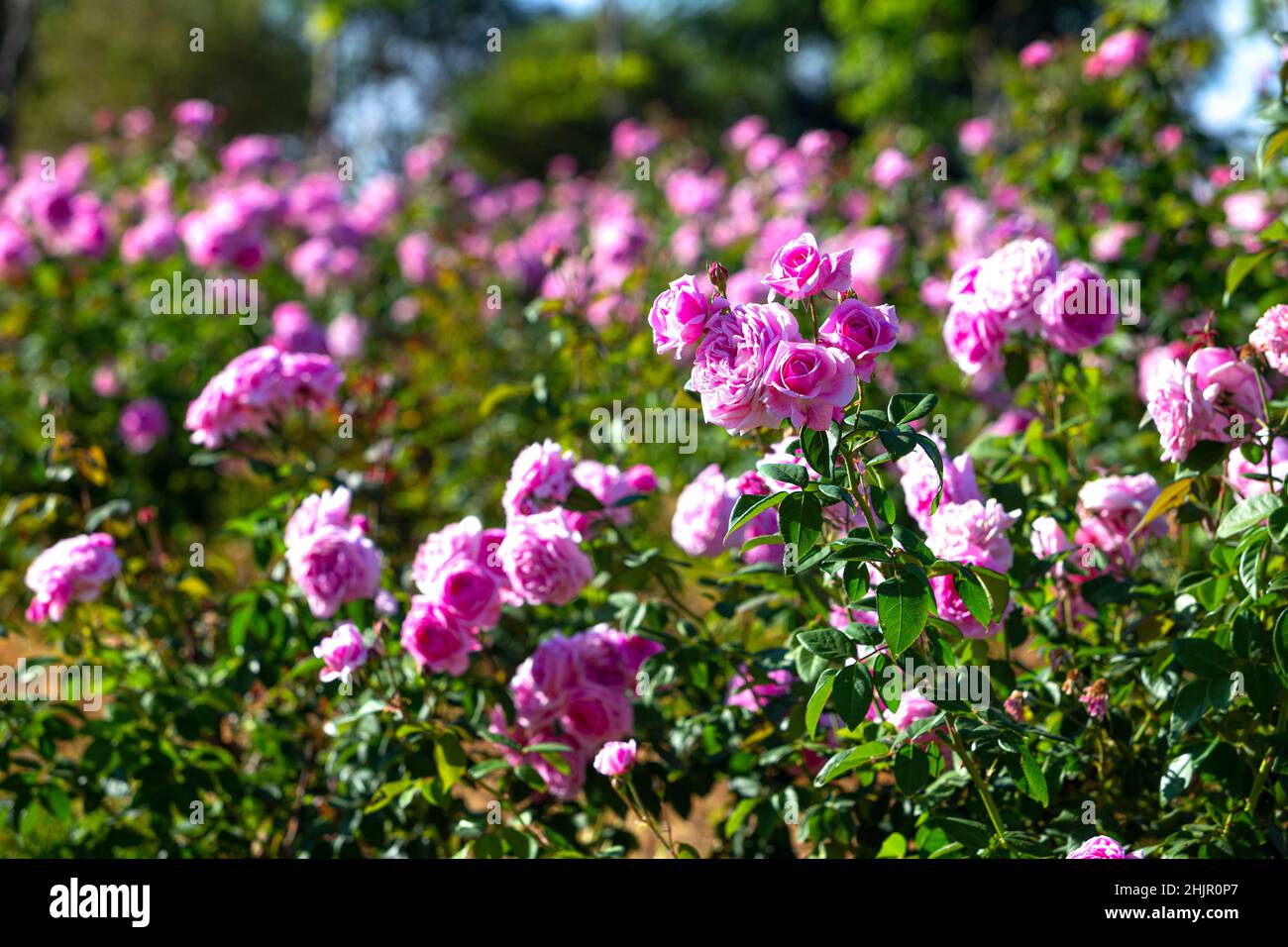 Coral rose flower in roses garden. Top view. Soft focus,Rose flower on ...