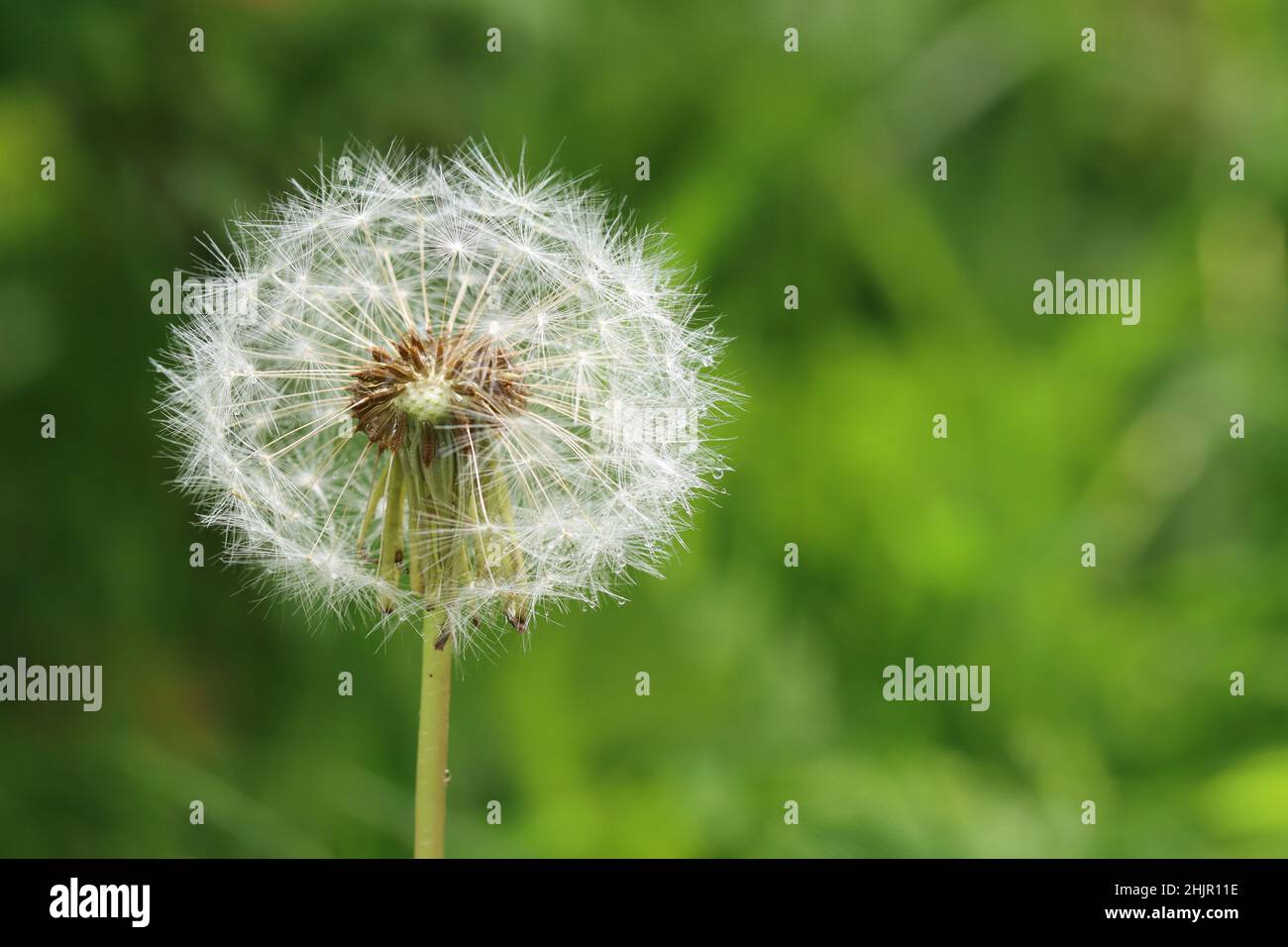 close-up of a pretty seed head of a dandelion flower against a green ...
