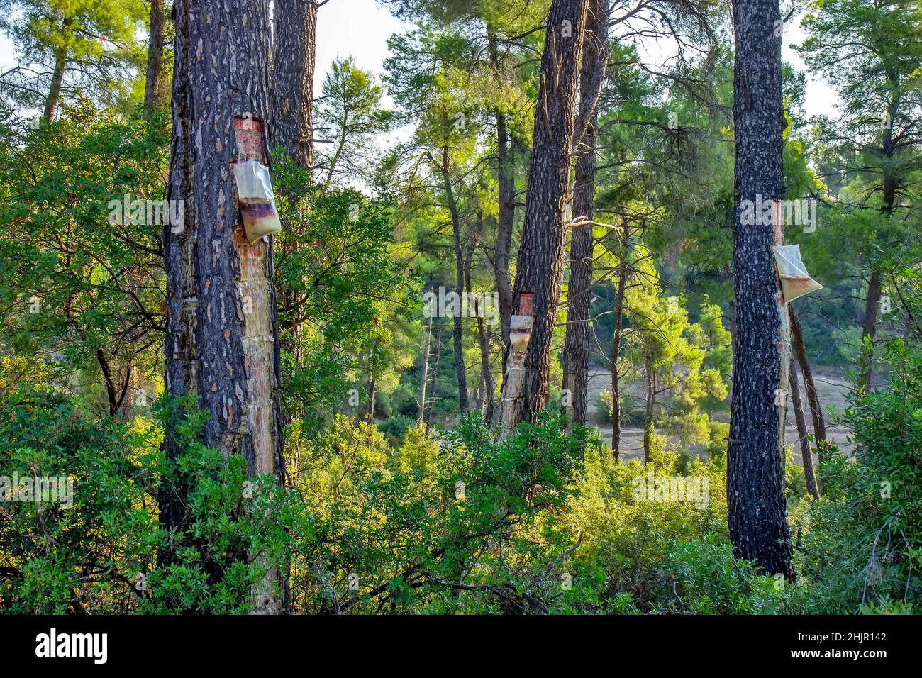 Harvesting pine resin hi-res stock photography and images - Alamy