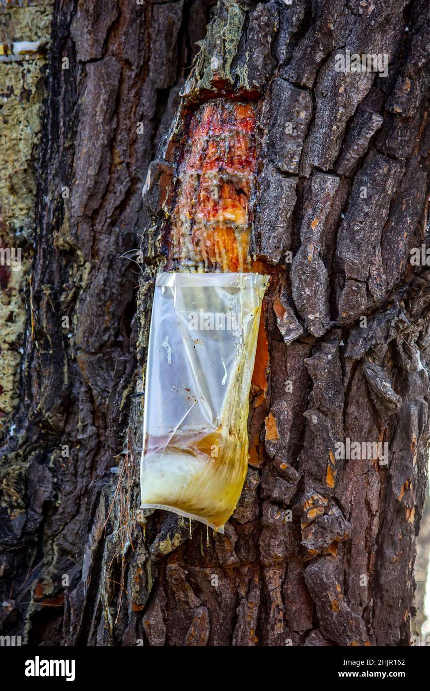 Resin extraction of pine tree, Greece Stock Photo - Alamy