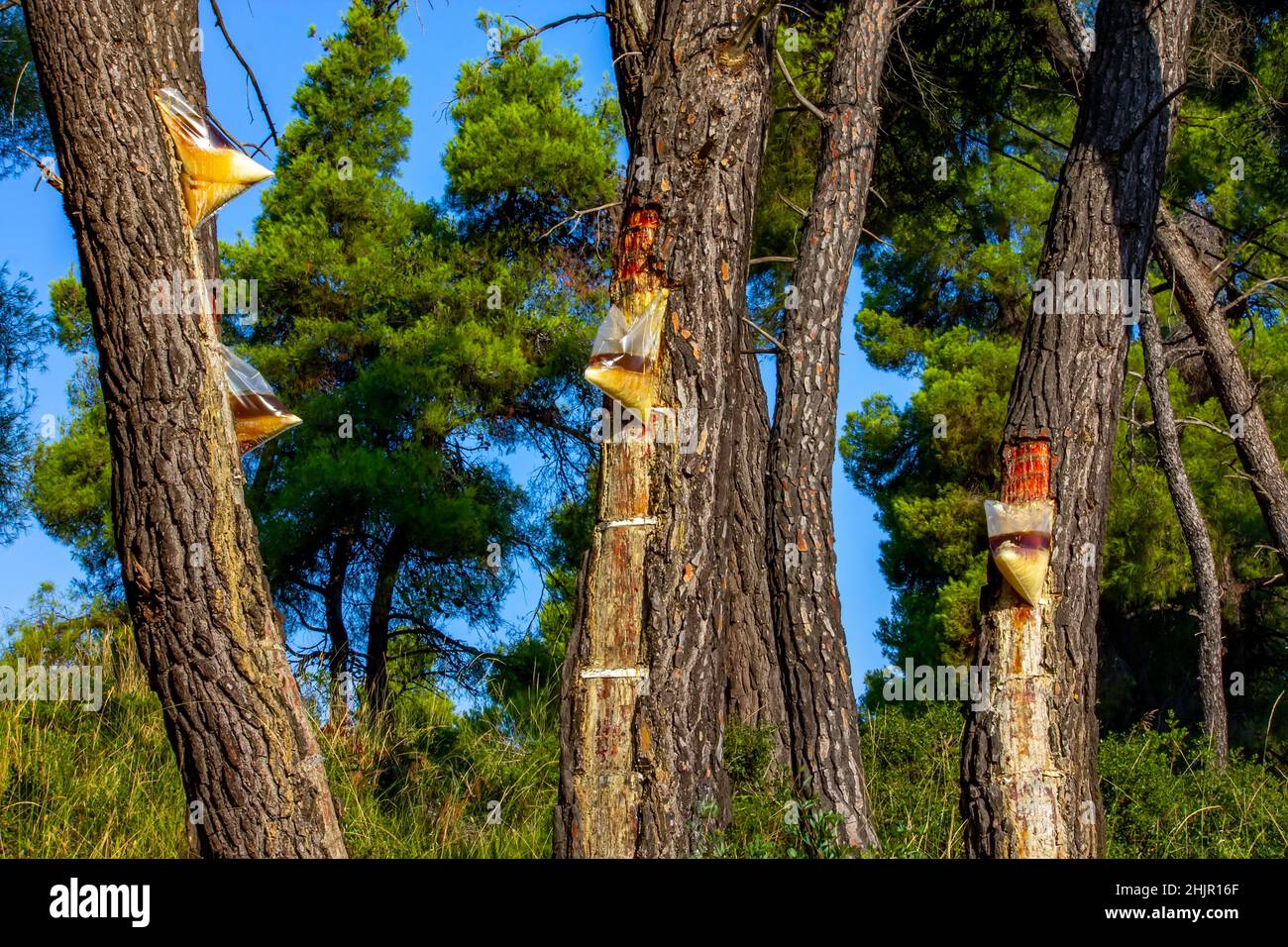 Resin extraction of pine tree, Greece Stock Photo - Alamy