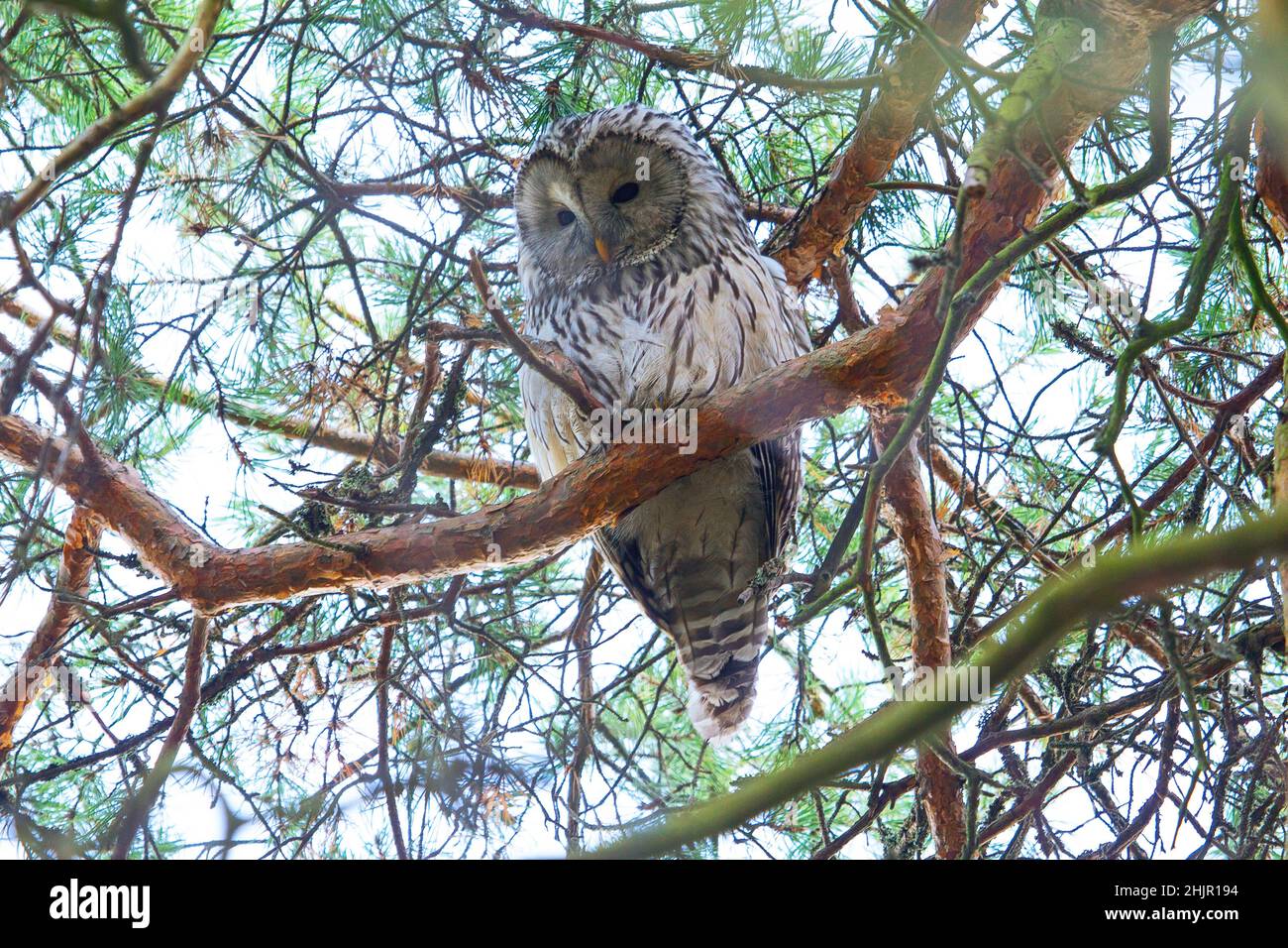 Rastapark hi-res stock photography and images - Alamy