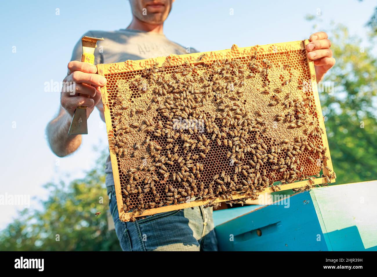 Honey bee frame from a hive with collony collapse disorder. Frame ...