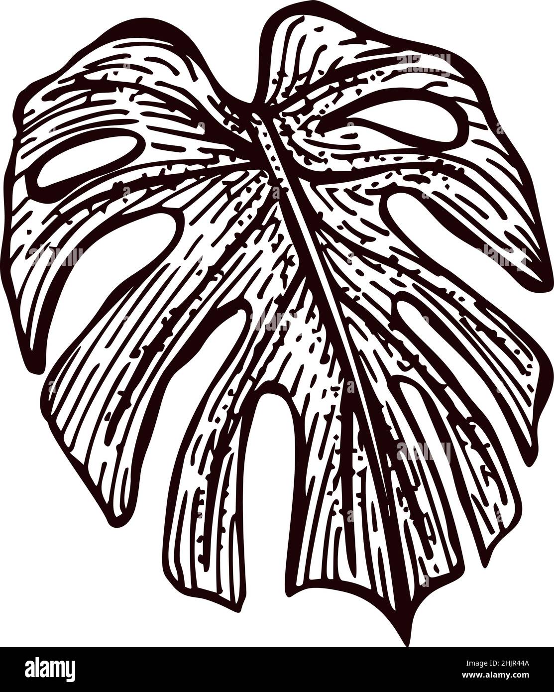 Monster leaf sketch isolated. Retro element tropical plants in hand ...