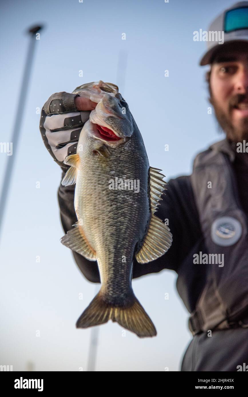 man holding up largemouth bass Stock Photo - Alamy
