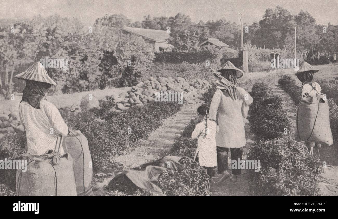 Formosa tea hi-res stock photography and images - Alamy