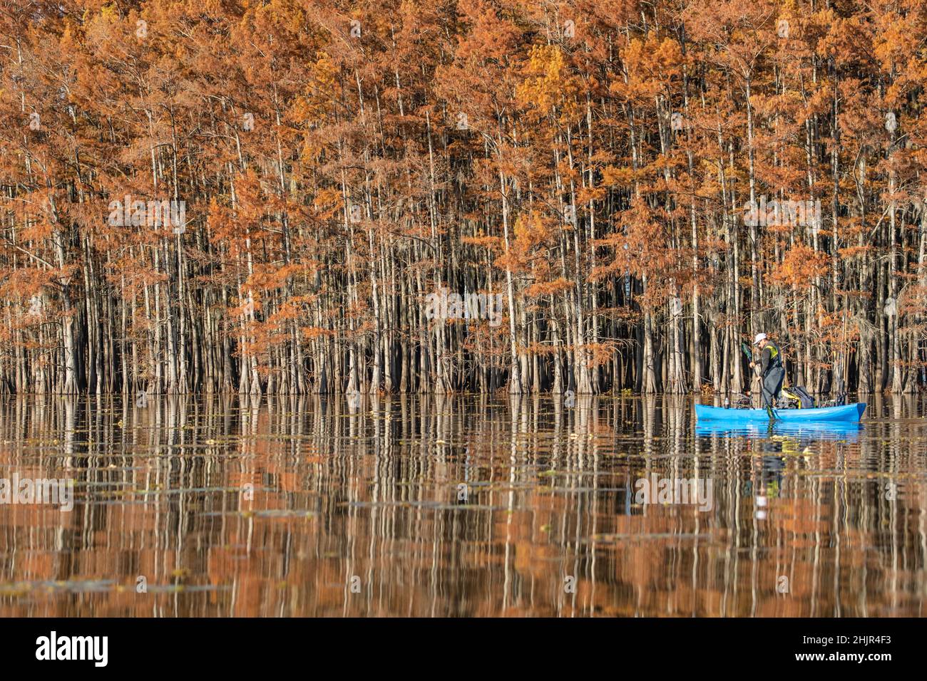 man standing and paddling kayak in fall cypress Stock Photo - Alamy