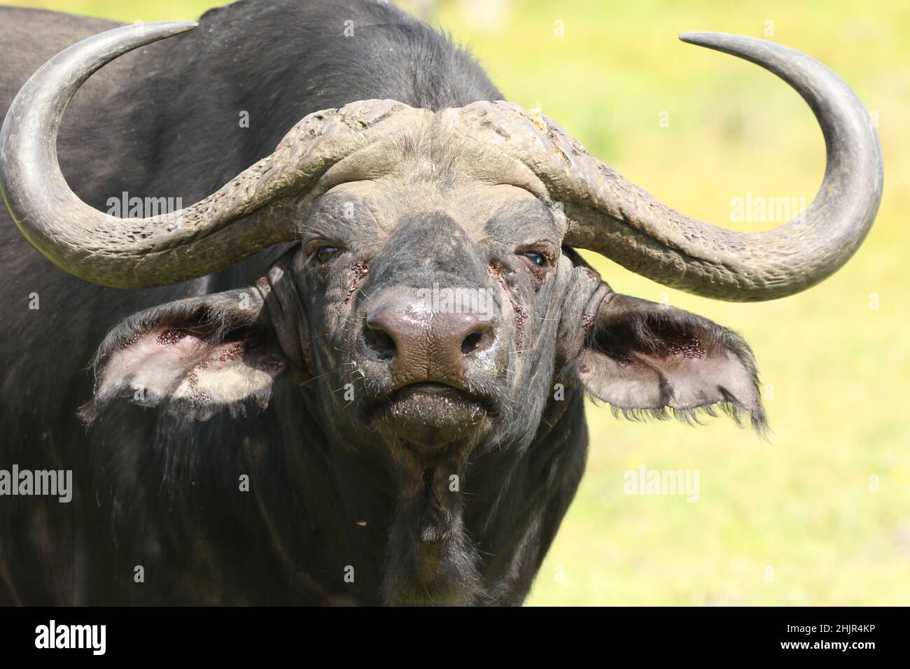 Old bull buffalo south africa hi-res stock photography and images - Alamy