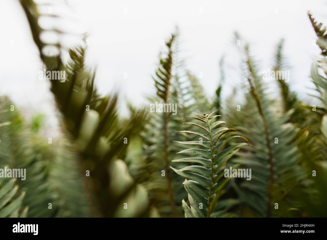 Coastal ferns hi-res stock photography and images - Alamy