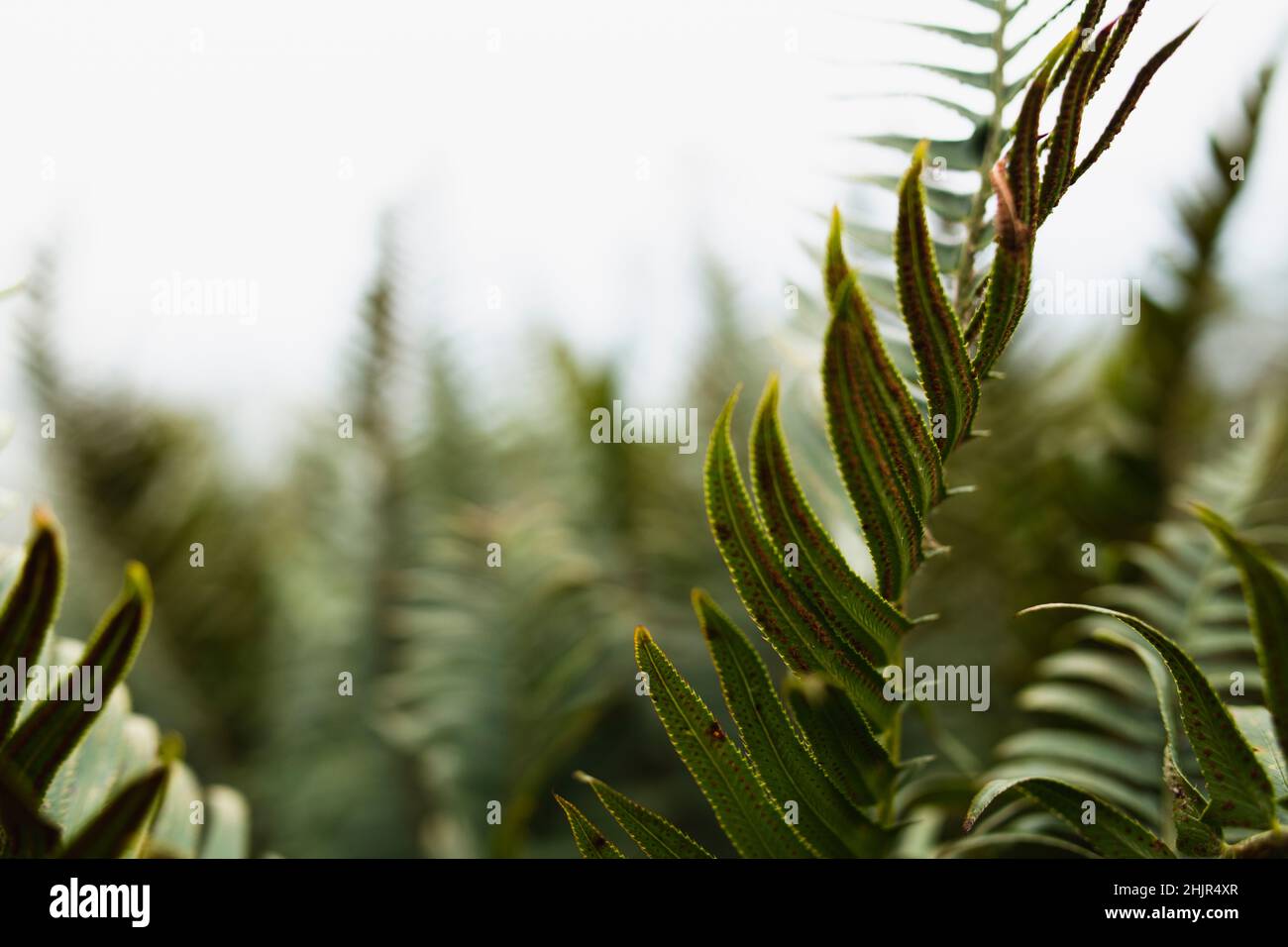 Detail of ferns in coastal Oregon Stock Photo - Alamy