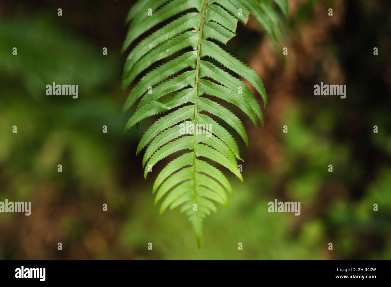 Coastal trail exploration hi-res stock photography and images - Alamy