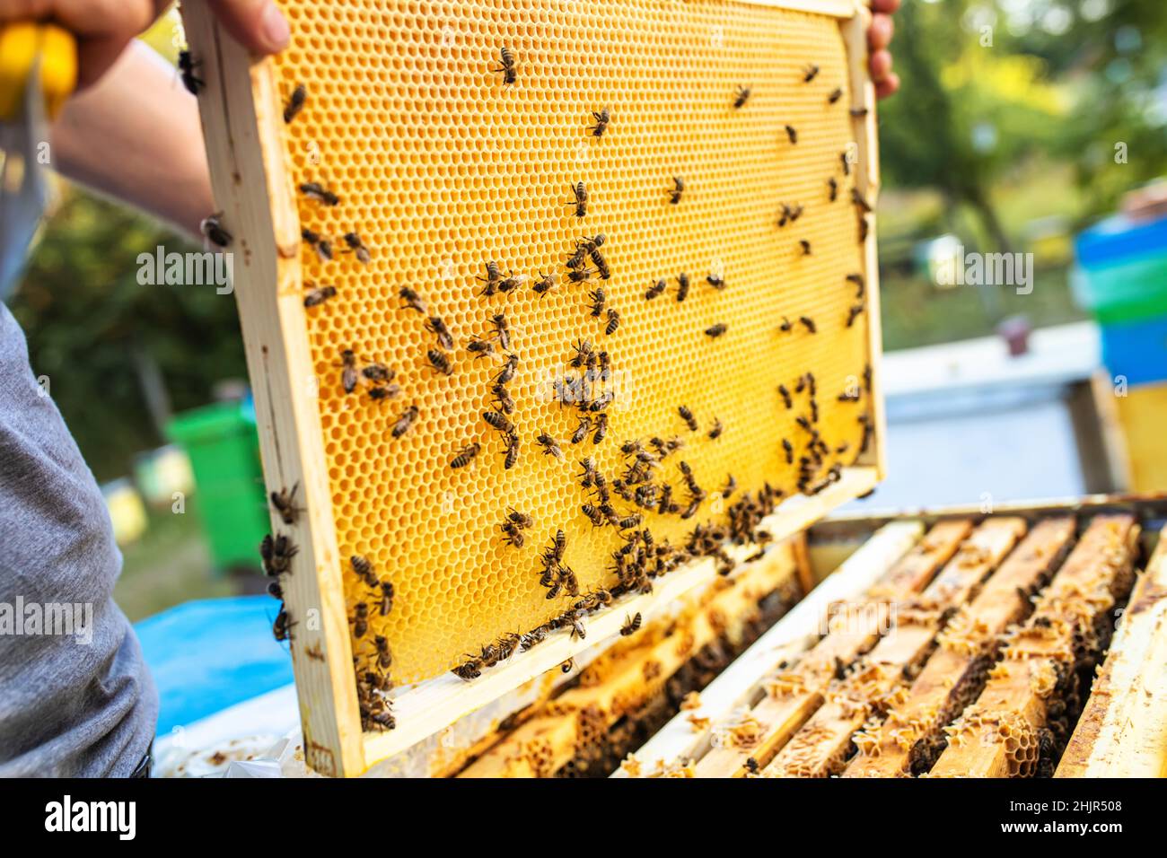 Beekeeper is working with bees and beehives on apiary. Bees on ...
