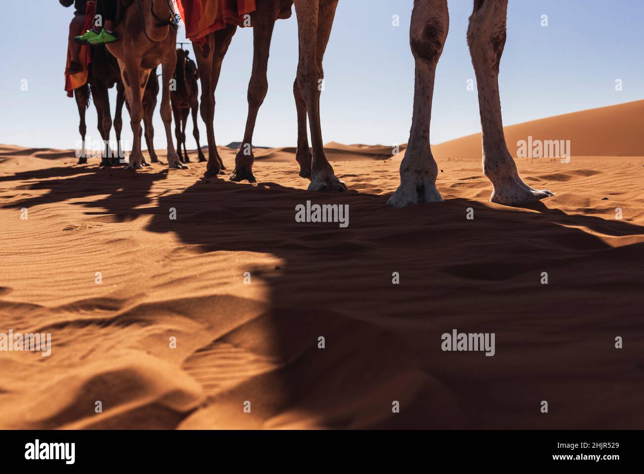 Low view of the camels' legs in a row during a desert tour Stock Photo ...