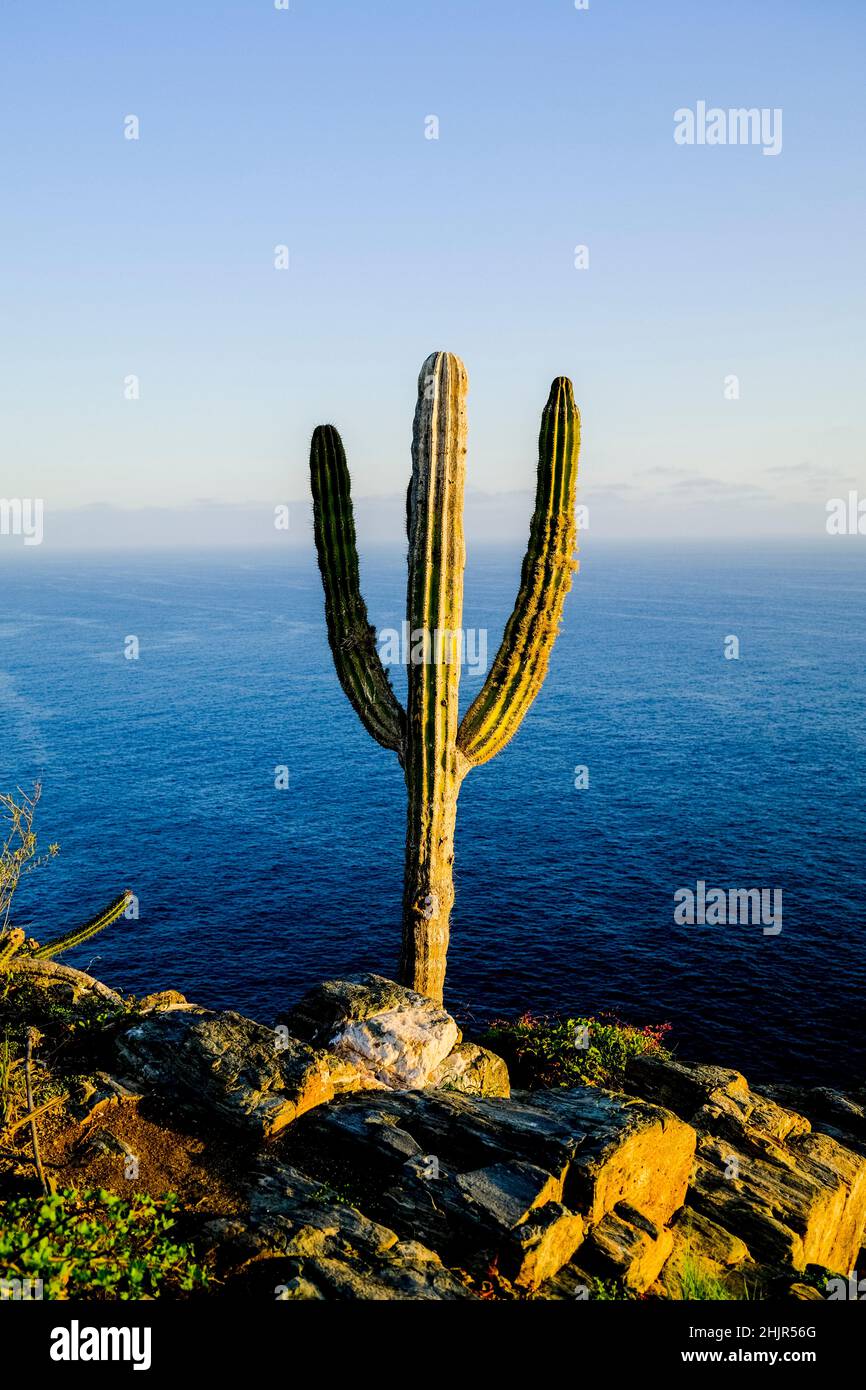 Cactus plant on cliff near Todos Santos, Mexico Stock Photo - Alamy