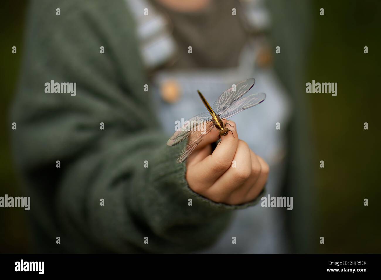 close up of a little boy holding a dragonfly Stock Photo - Alamy
