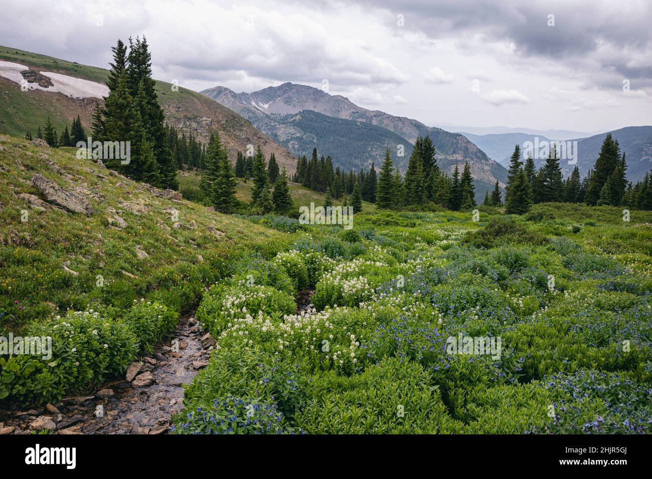 Indian Forest Ranger High Resolution Stock Photography and Images - Alamy