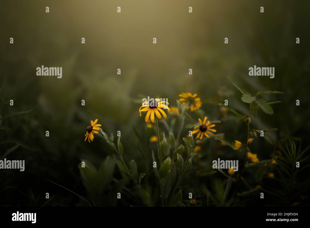 golden flowers in a backyard Stock Photo - Alamy