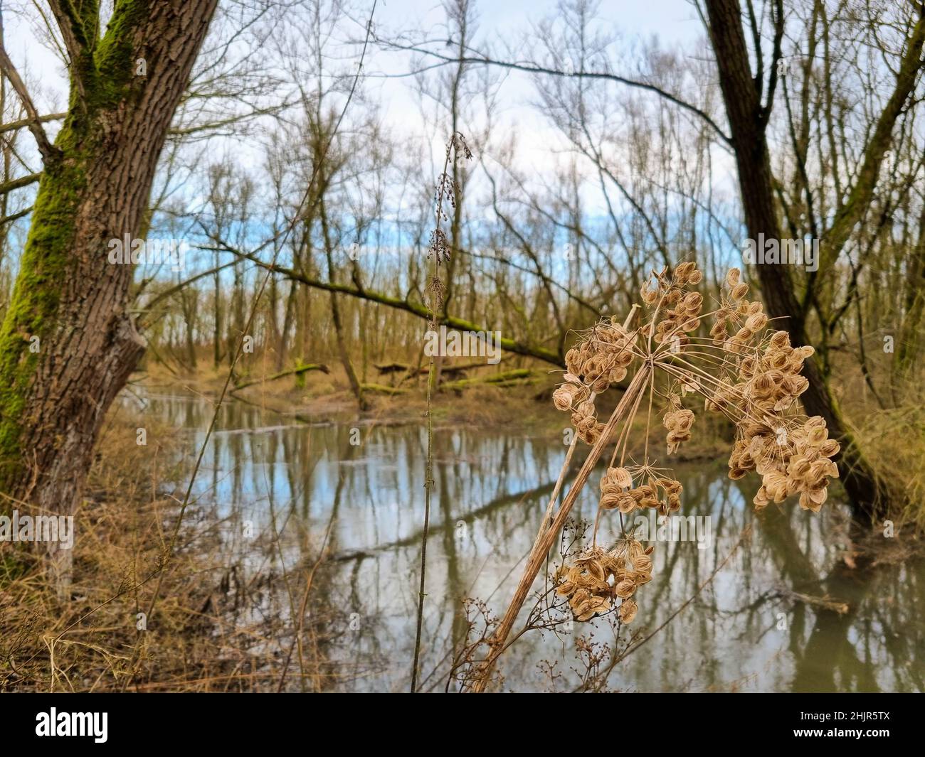 Willow trees in a wild freshwater tidal area in the Netherlands Stock ...