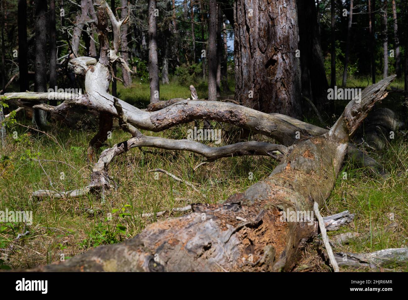 Dry branches on the ground in pine tree forest. A pine is any conifer ...