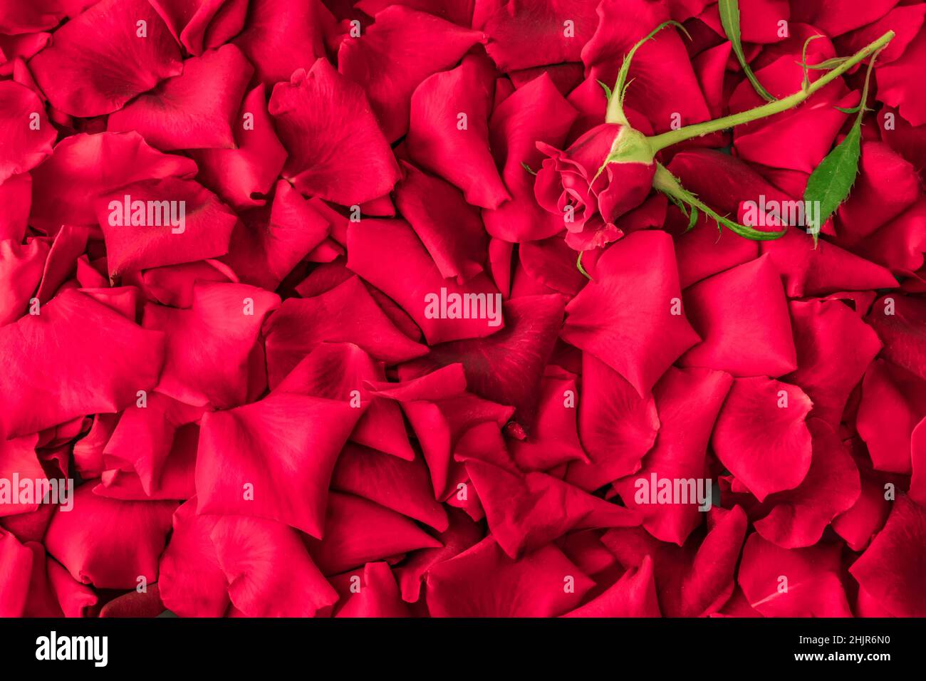 Floral background of red rose petals and a small rose bud. Holiday card ...
