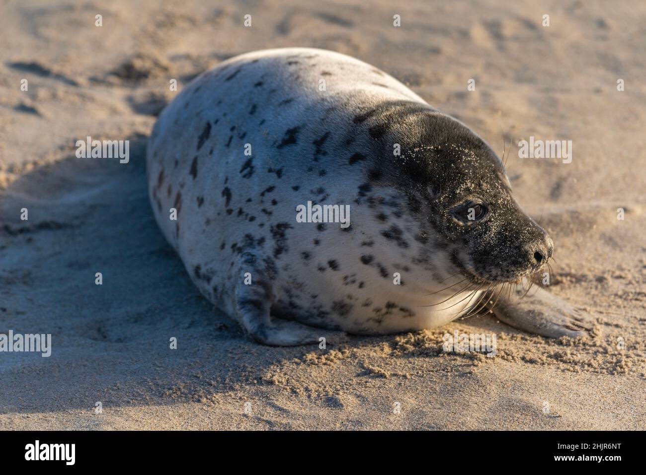 Seal on the beach of The Dune in Junuary, high seas island of ...