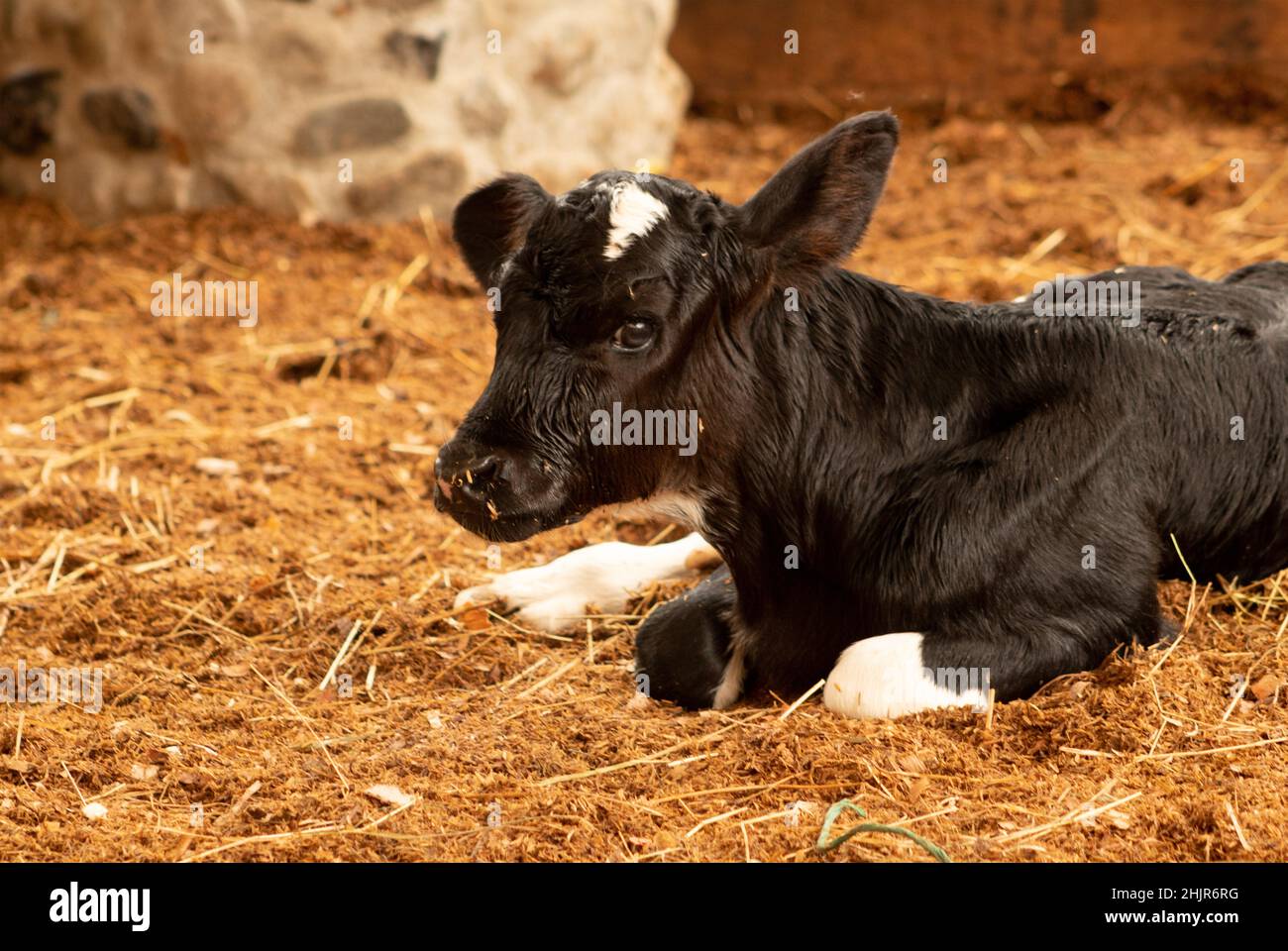 Beautiful cattle farm hi-res stock photography and images - Alamy