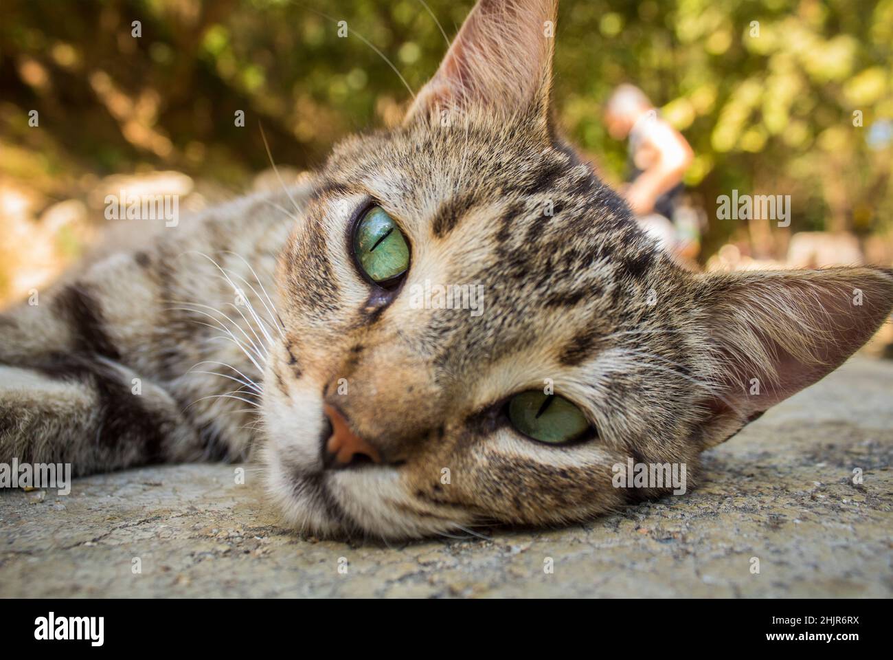 Friendly cat hi-res stock photography and images - Alamy