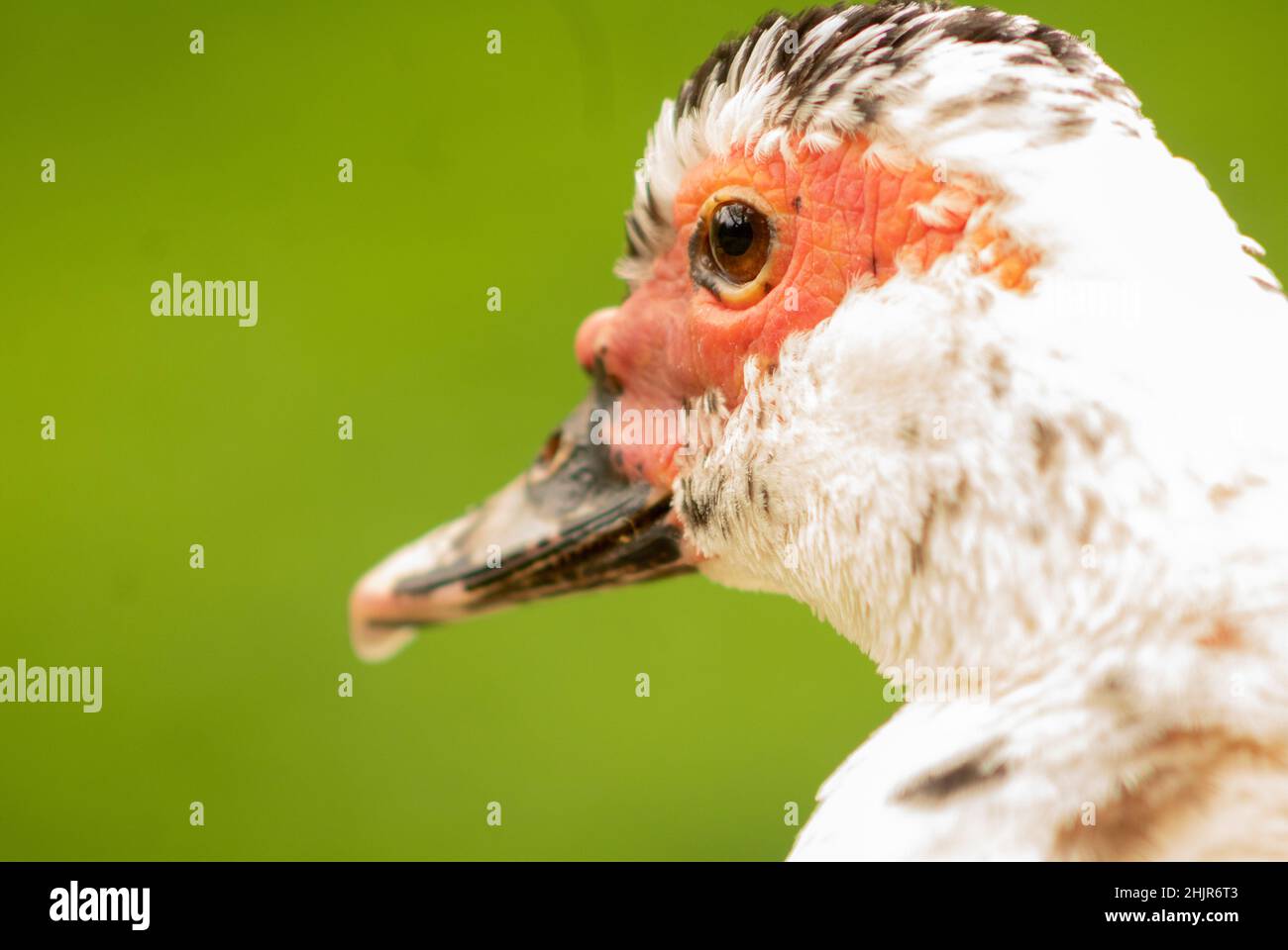 Beautiful wild duck hi-res stock photography and images - Alamy