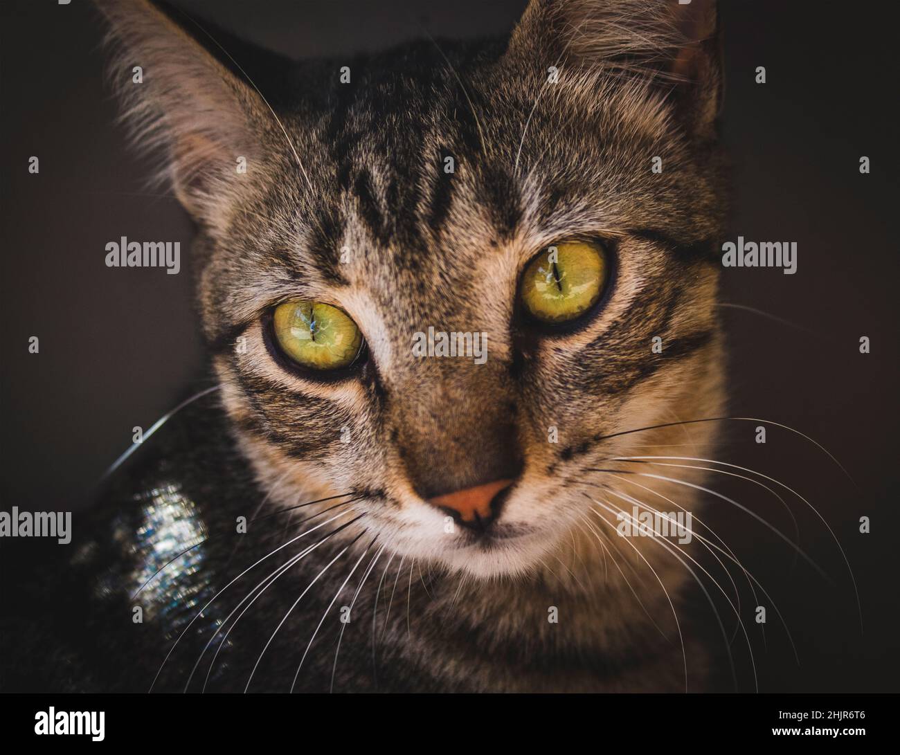 Friendly cat hi-res stock photography and images - Alamy