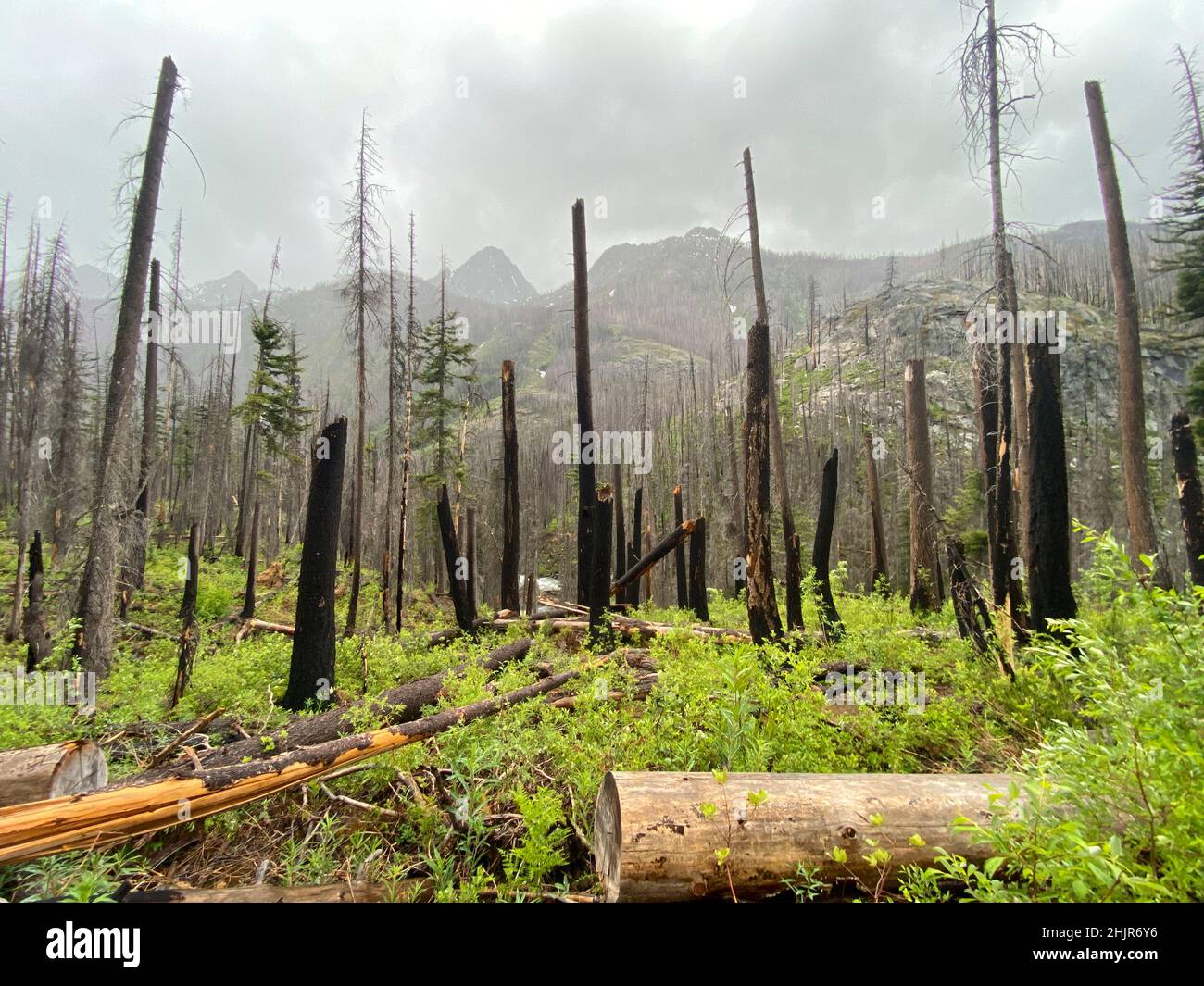 Hiking through a forest ravaged by a forest fire Stock Photo - Alamy