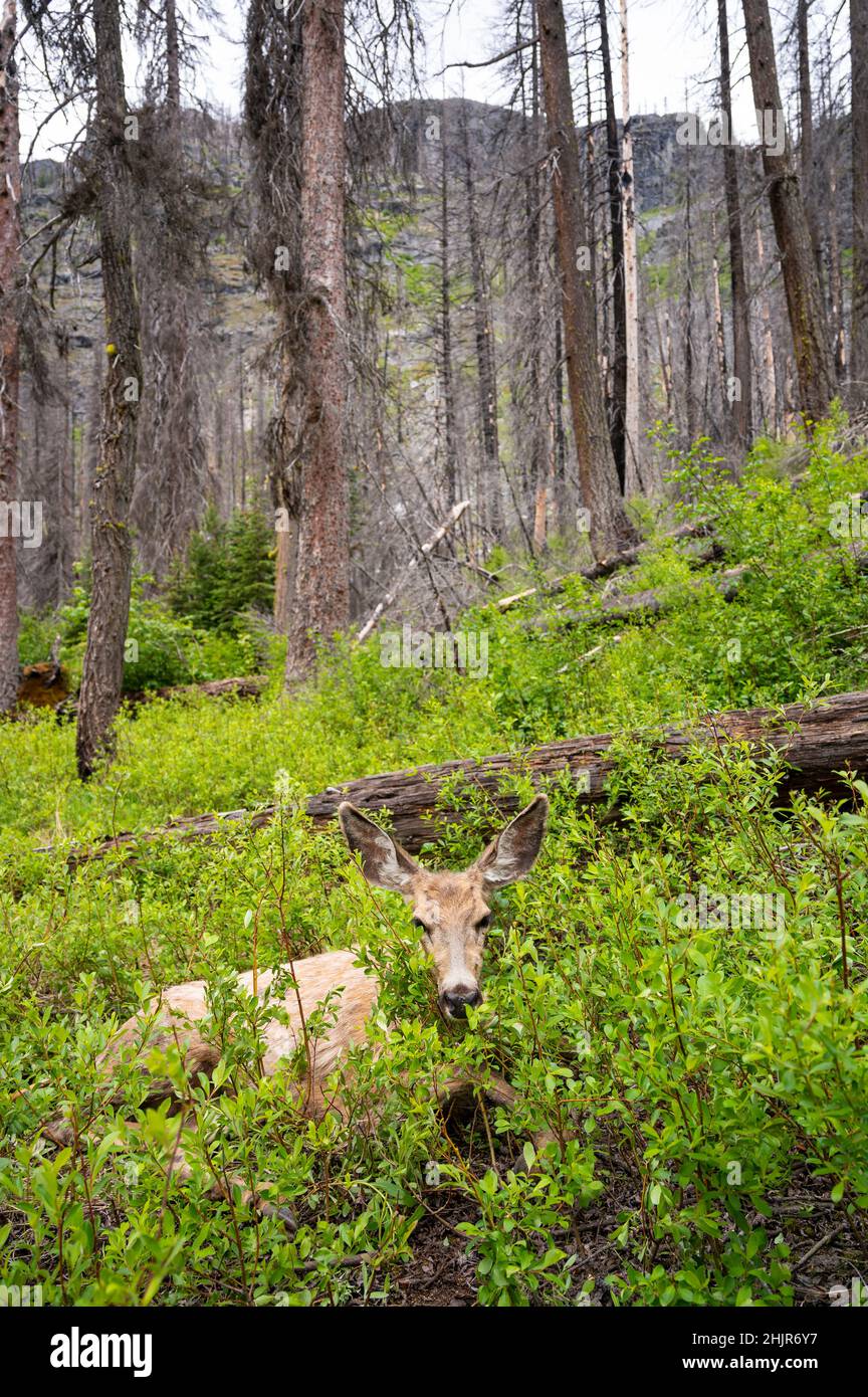 An injured deer laying down in the forest Stock Photo - Alamy