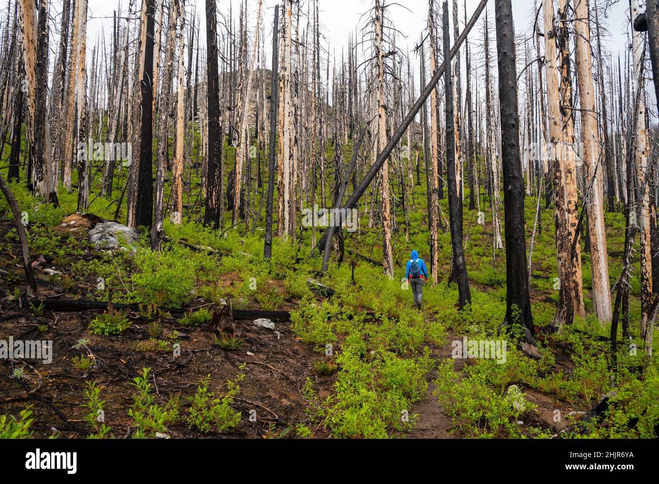 Trail through charred forest hi-res stock photography and images - Alamy