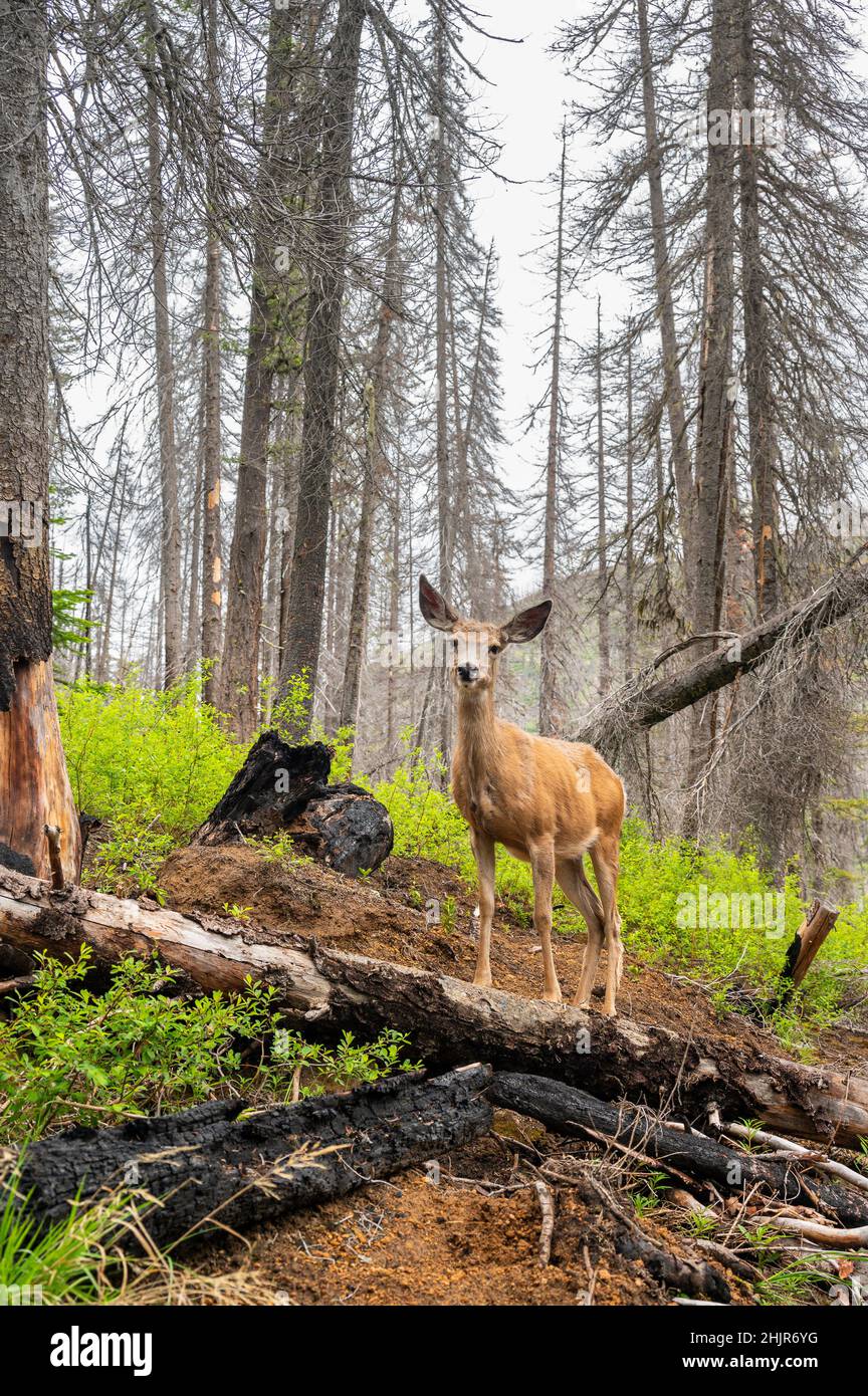 Wildfire trees animal hi-res stock photography and images - Alamy