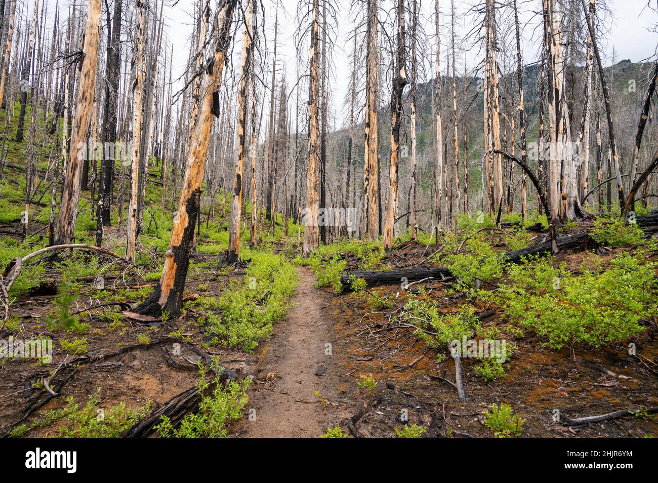 A trail through a burned forest from a wildfire Stock Photo - Alamy