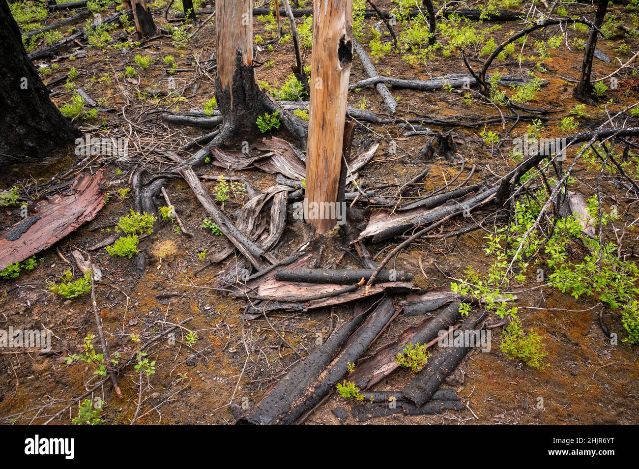 Fire burned ground hi-res stock photography and images - Alamy