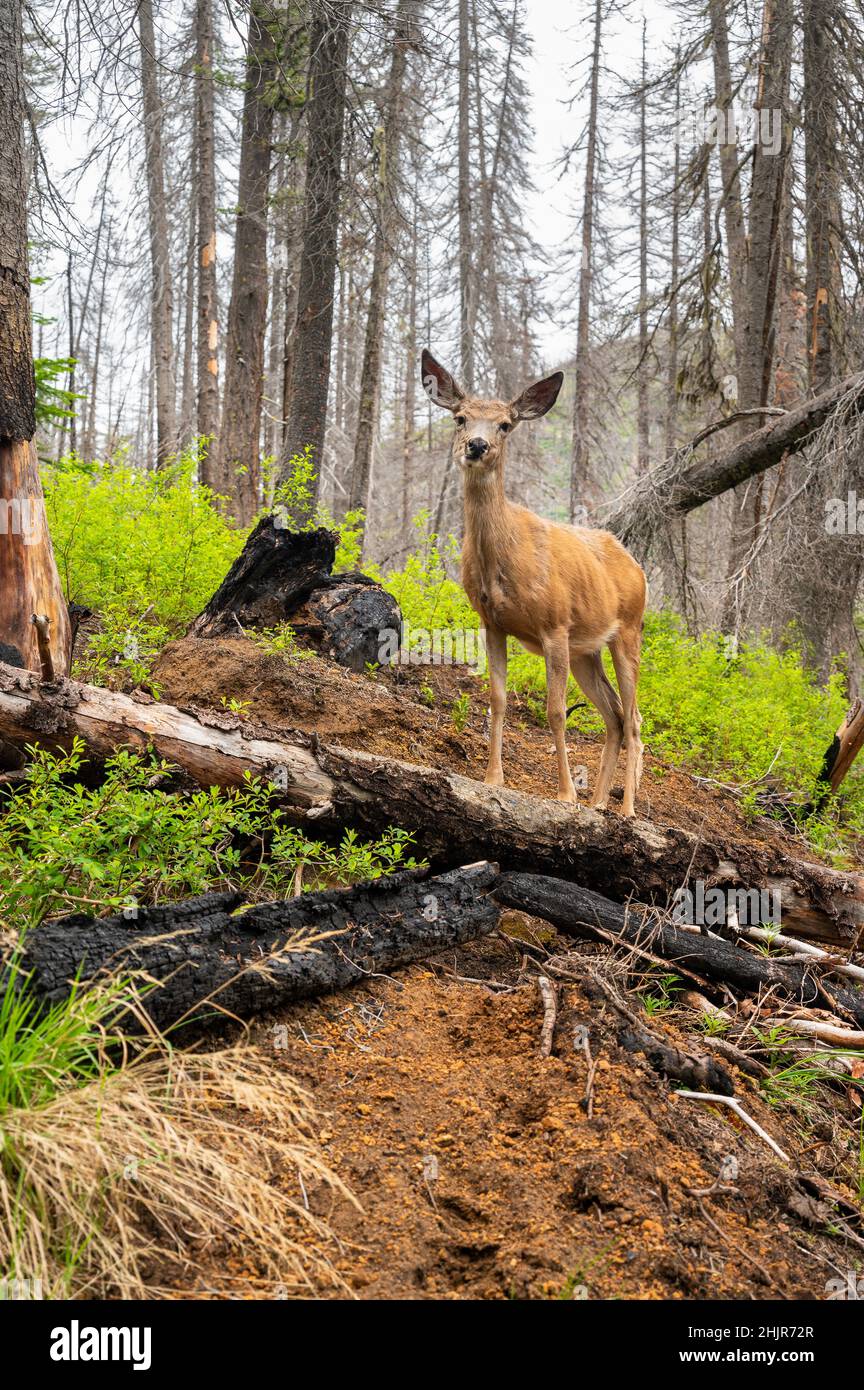 Forest fire animal dead hi-res stock photography and images - Alamy