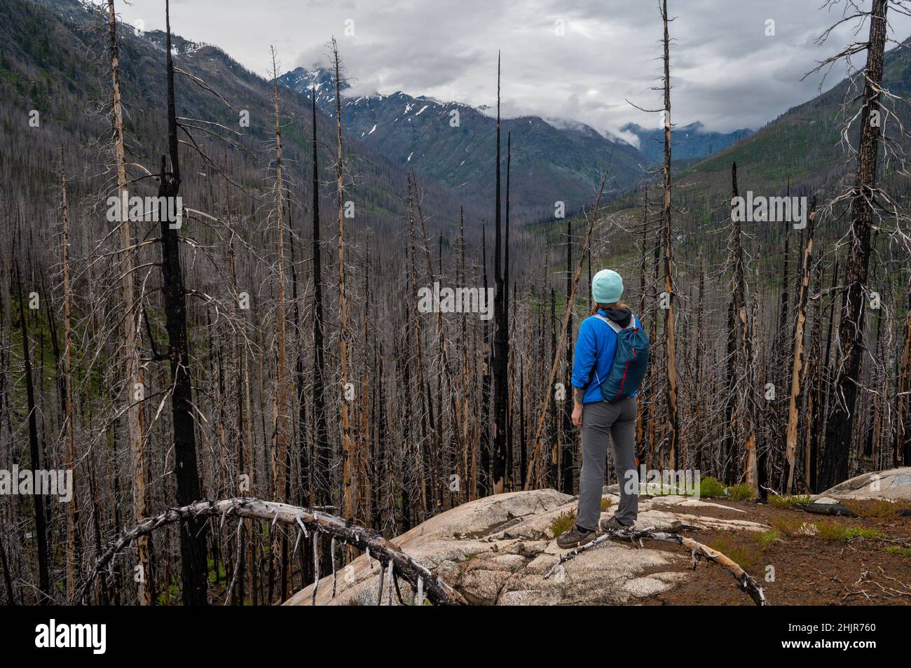 Female hiking through a burned forest in the Entiat river valley Stock ...