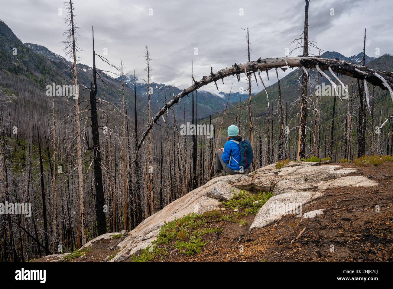 Female sits inside a dead burned forest in the Entiat river valley ...