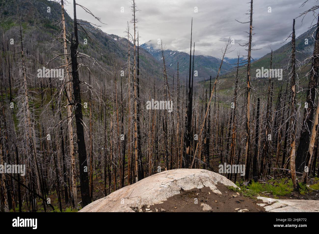 Dead burned trees in the Entiat river valley Stock Photo - Alamy