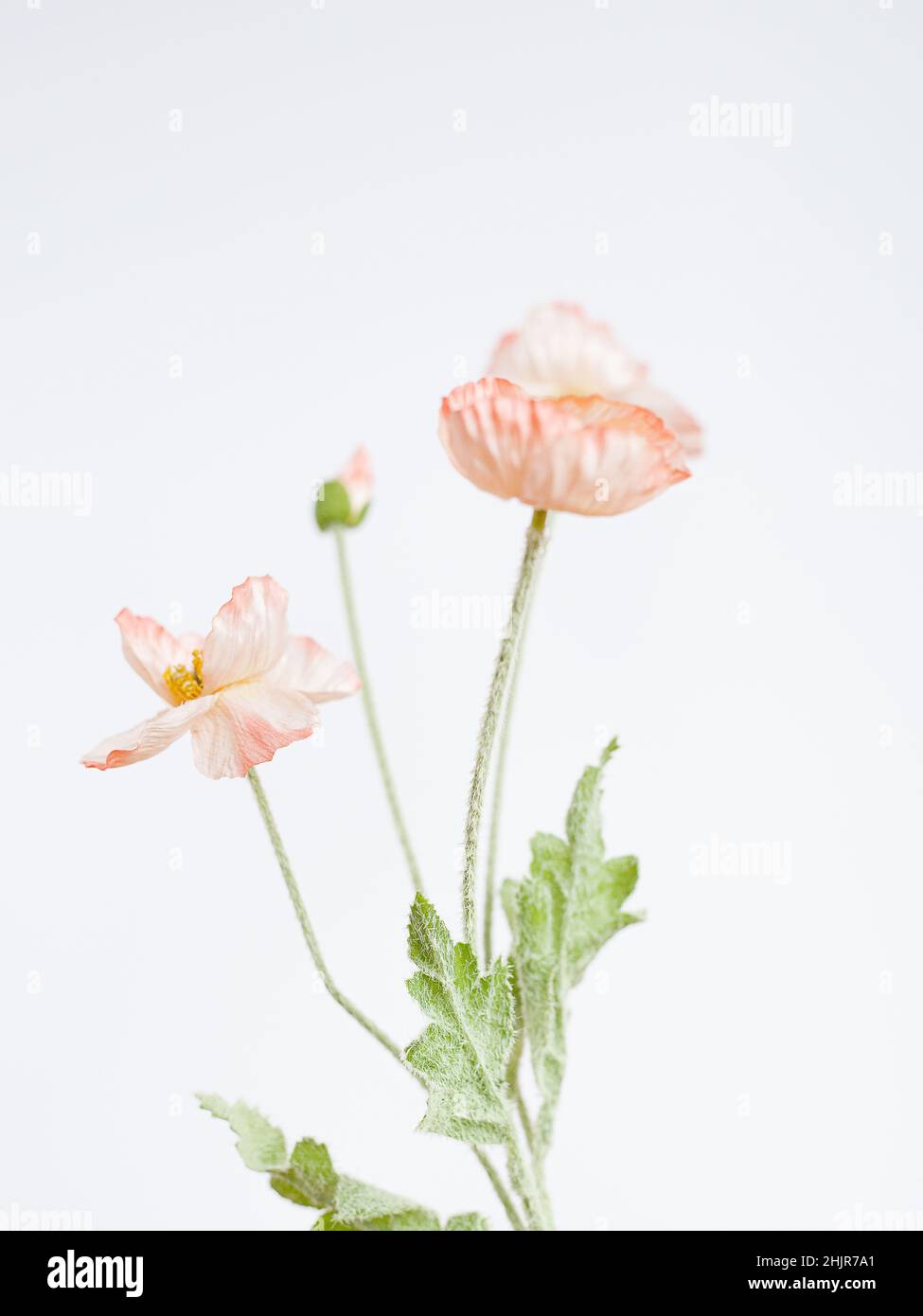 Pink Poppy Flowers on a White Background Stock Photo - Alamy