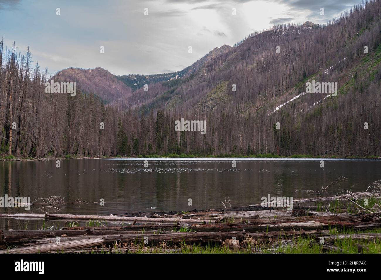 Myrtle Lake surrounded by dead burned trees Stock Photo - Alamy