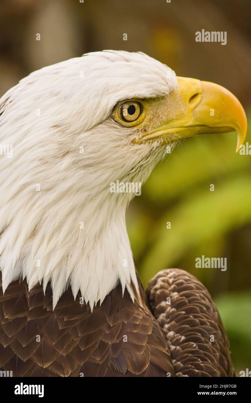 bald eagle looking to the right Stock Photo - Alamy