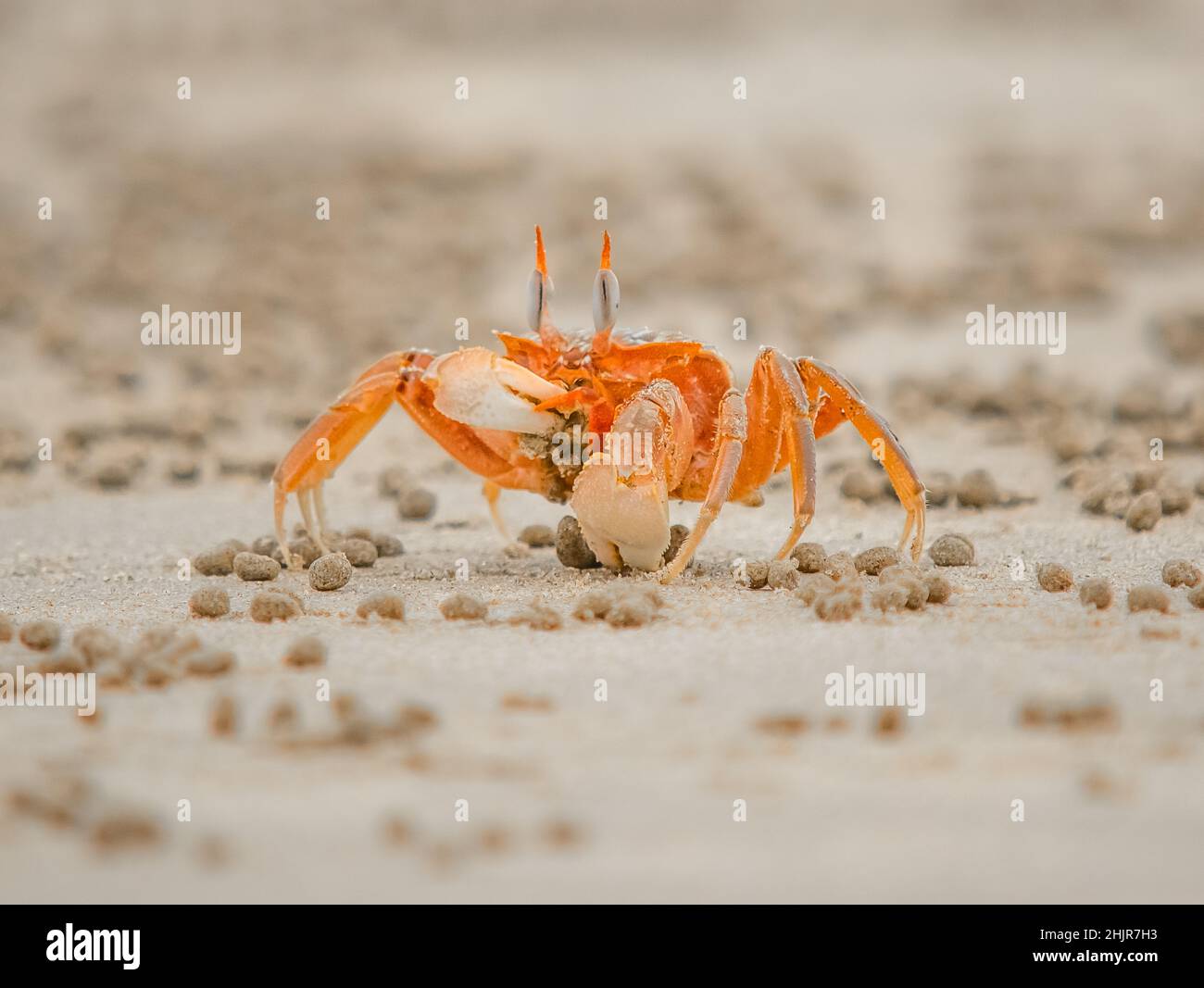 crab eating in the wet sand Stock Photo - Alamy