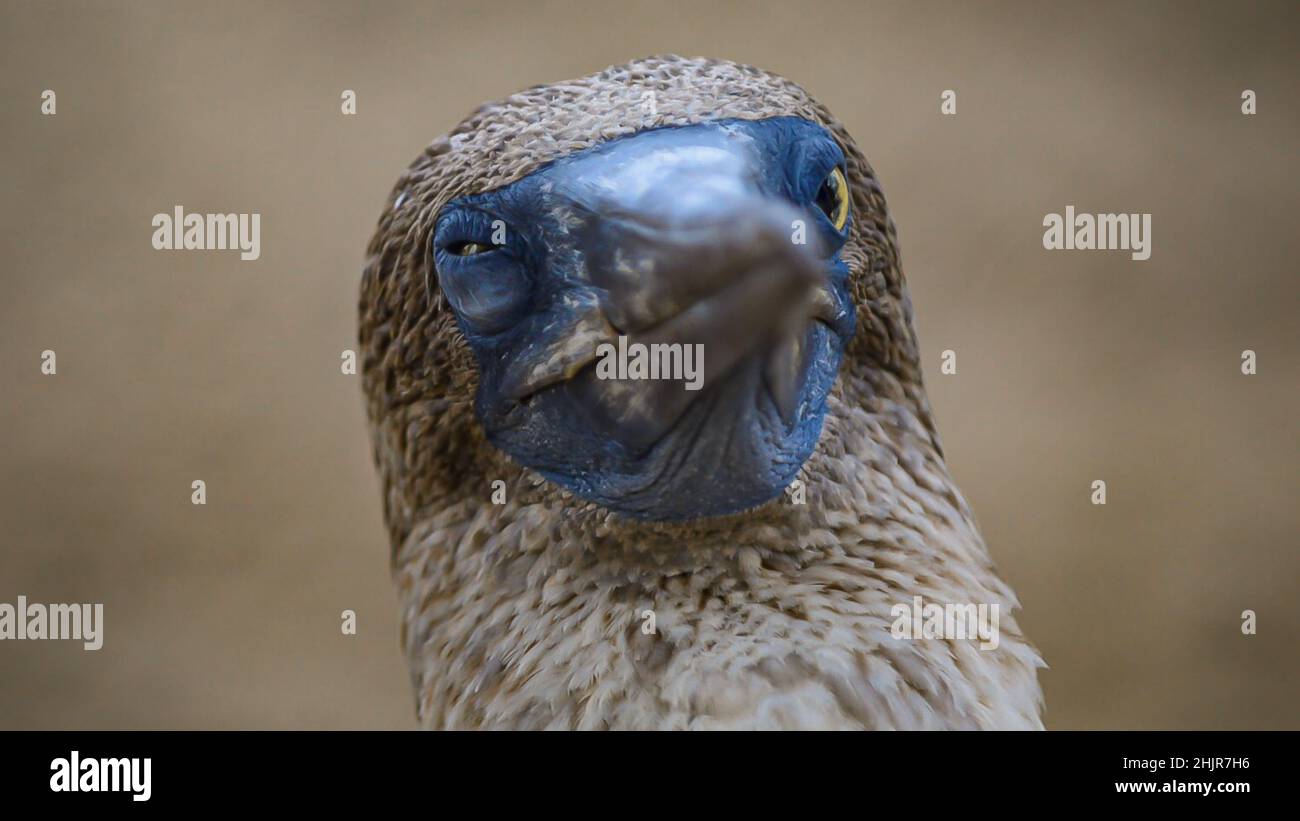 bird looking with one eye closed Stock Photo - Alamy